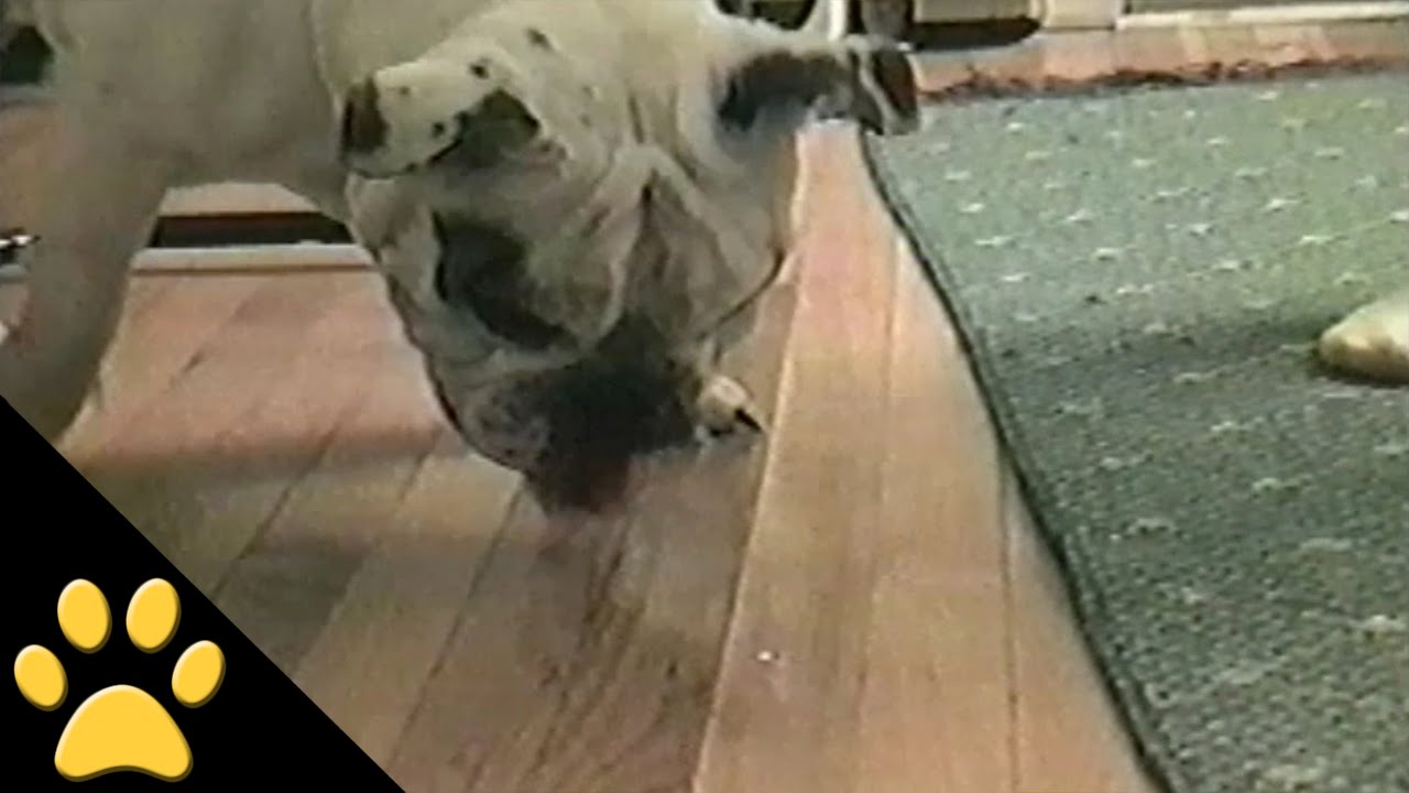 Bulldog Will Stop at Nothing to Catch Laser Pointer - YouTube
