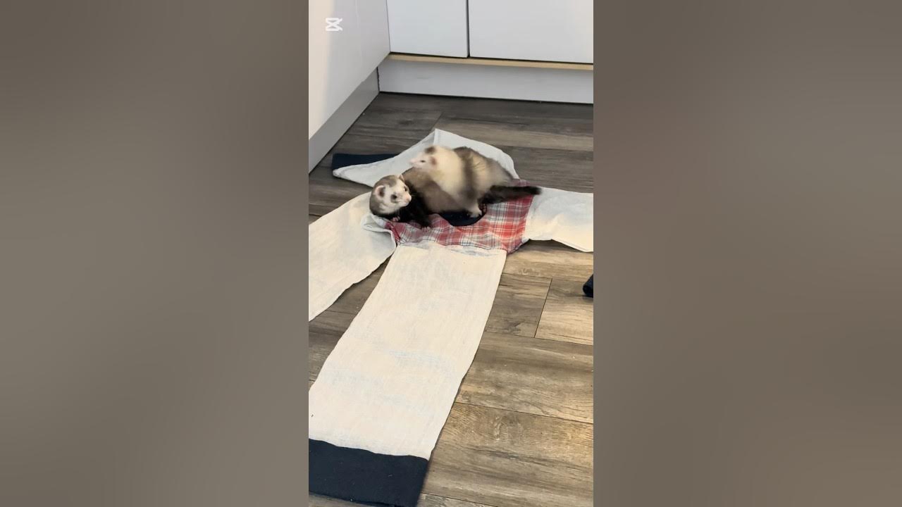Ferrets playing before bedtime - YouTube