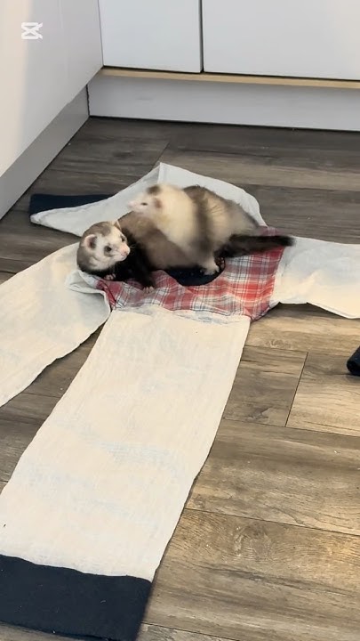 Ferrets playing before bedtime - YouTube
