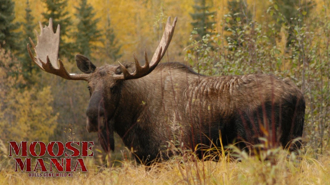 Moose Mania | Official Trailer - YouTube