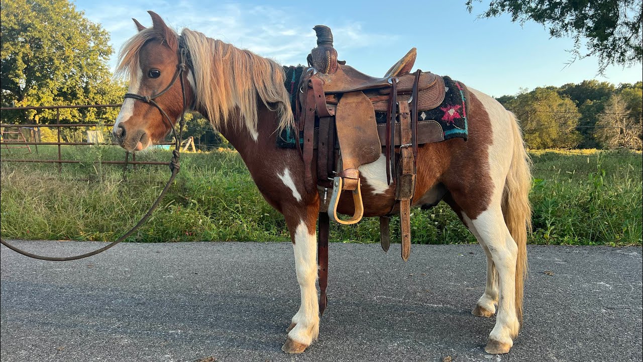 TSP LOT - MINI PONY - 5 YO - GELDING - $1000 - YouTube