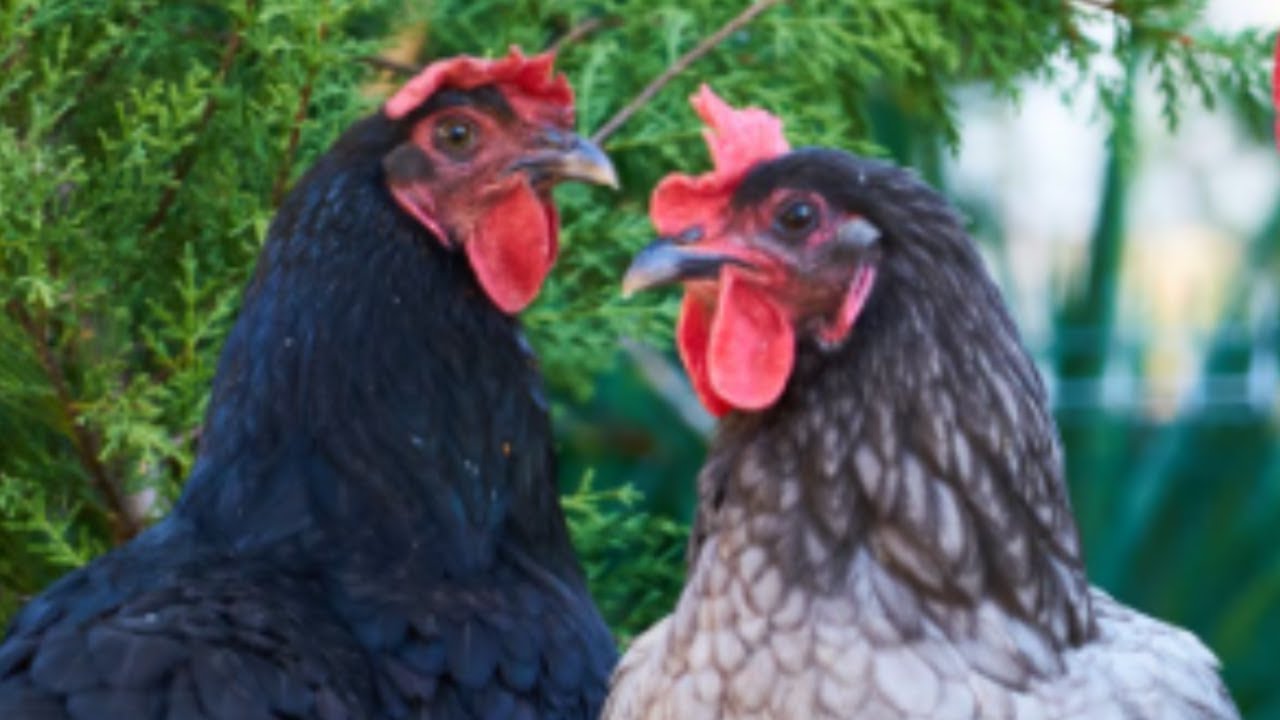 Why Chickens Stop Laying Eggs In The Fall What Is Molting YouTube why-chickens-stop-laying-eggs-in-the-fall-what-is-molting-youtube
