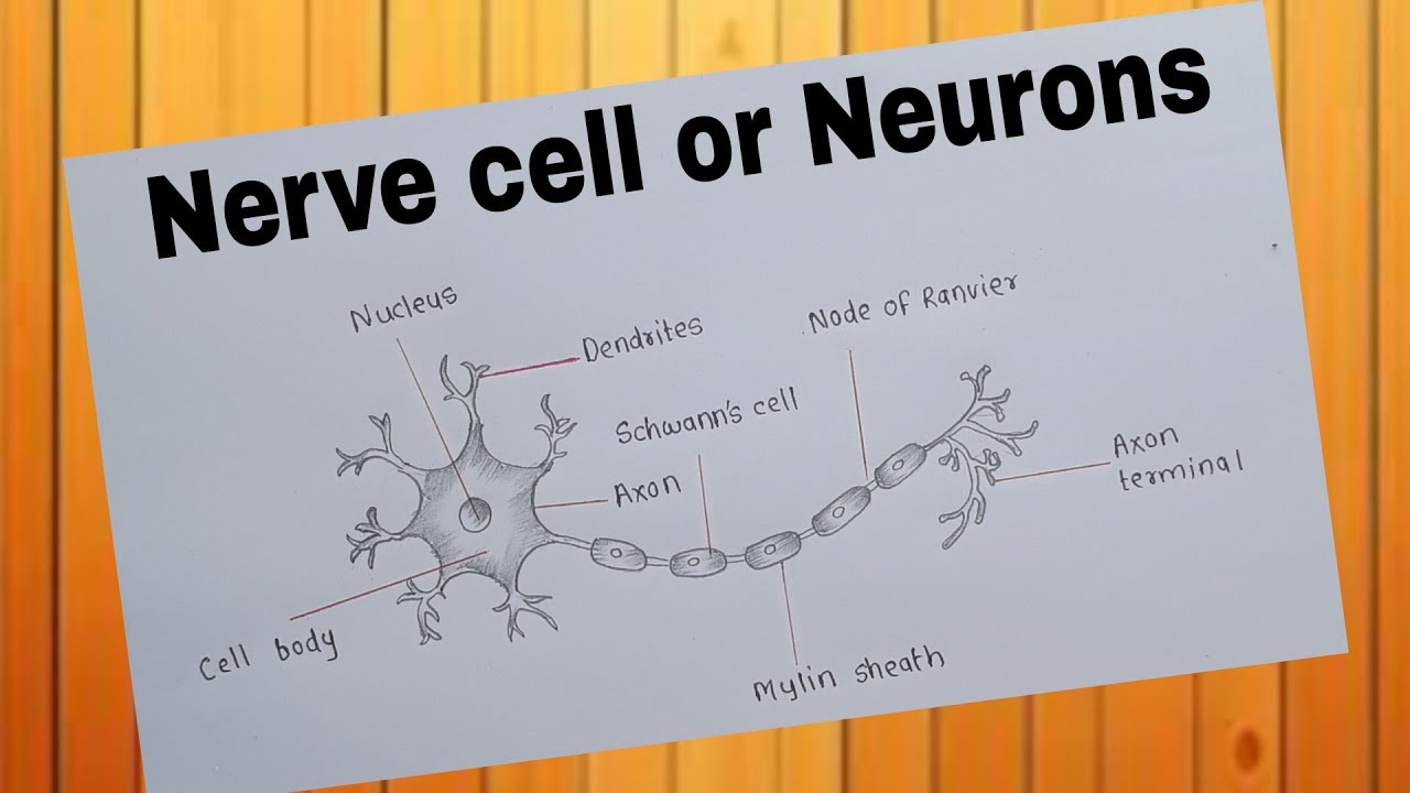 Nerve cell or Neurons diagram drawing/class 9 diagram/How to draw Nerve ...