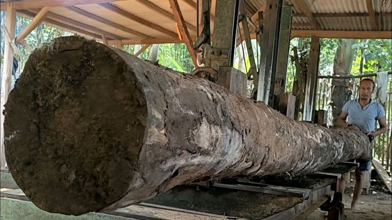 kayu terpanjang di dunia!proses menakjubkan penggergajian kayu terbaik ...