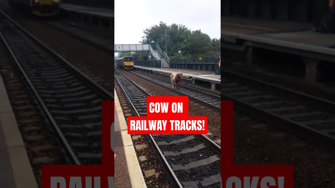 Bizarre video of cow on rail track stopping a train - YouTube