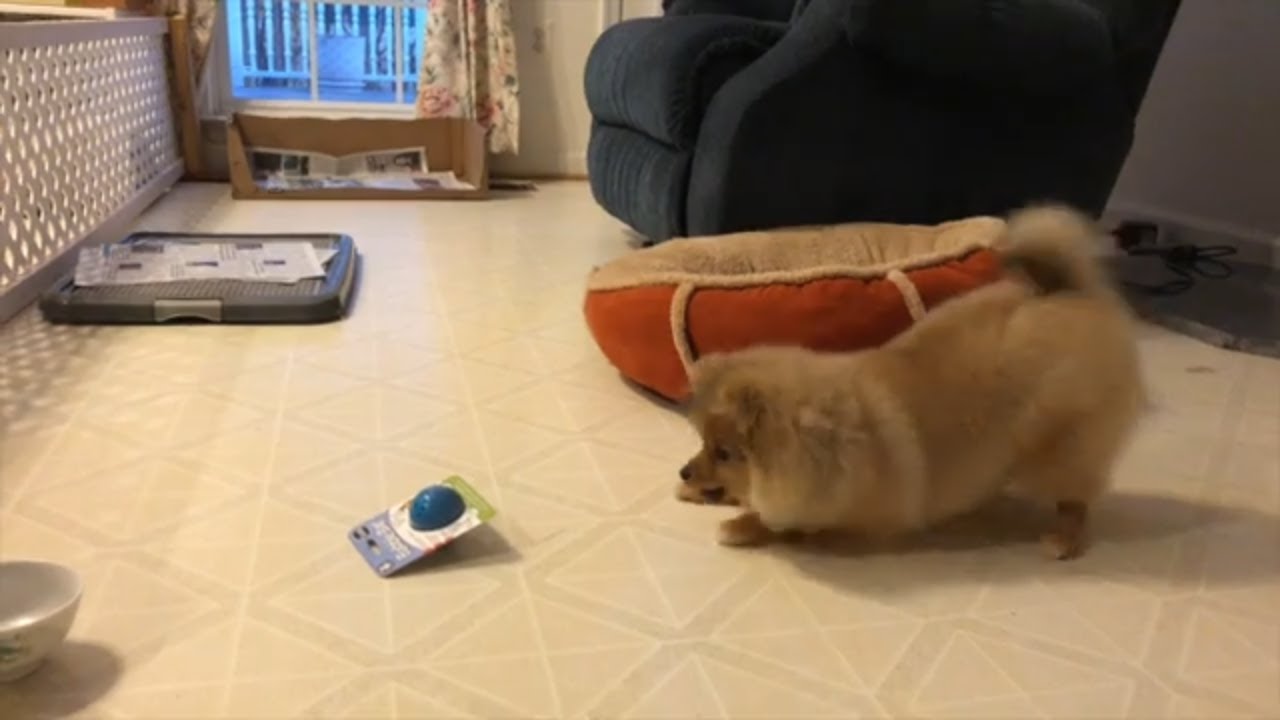 Cute pomeranian puppy Barking sound - YouTube