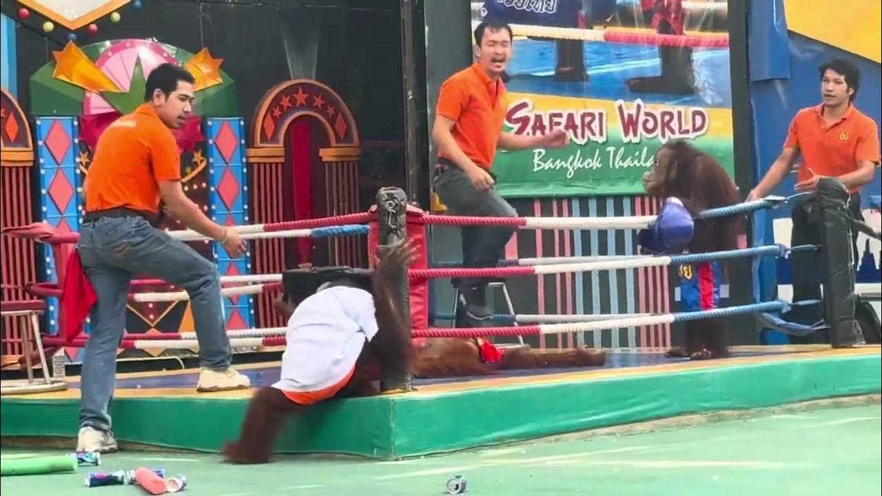 Safari world - YouTube