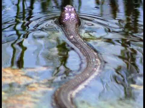 Snake/Serpent Spirit (Inkanyamba/Kganyapa/N'wa-Mlambo etc) - YouTube