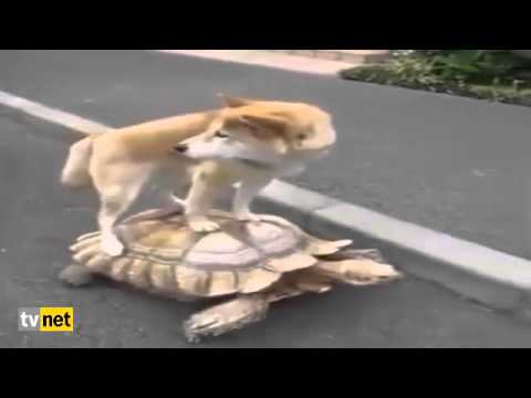 Kaplumbağaya kendisini taşıtan köpek