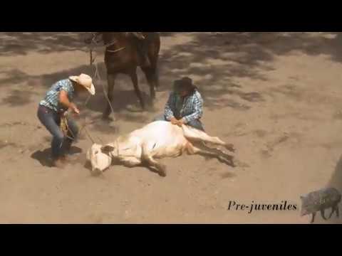 2ª Vaqueria 100% Cajuche - YouTube