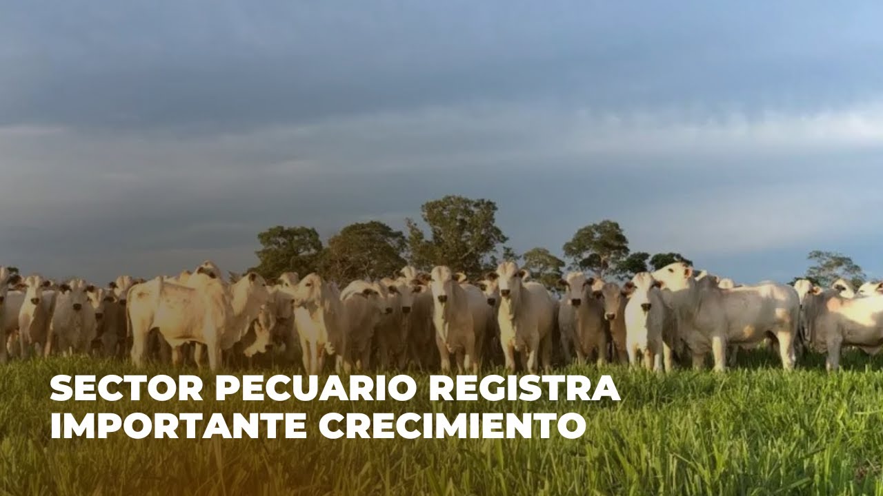 Sector pecuario registra importante crecimiento - YouTube