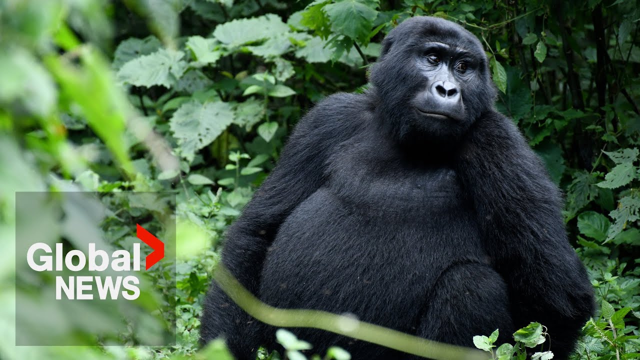 Endangered primates receive hope as mountain gorilla subspecies ...