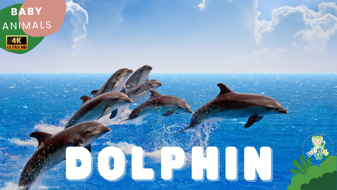 Dolphin for children | Learn All About Dolphin | Animals for Kids ...