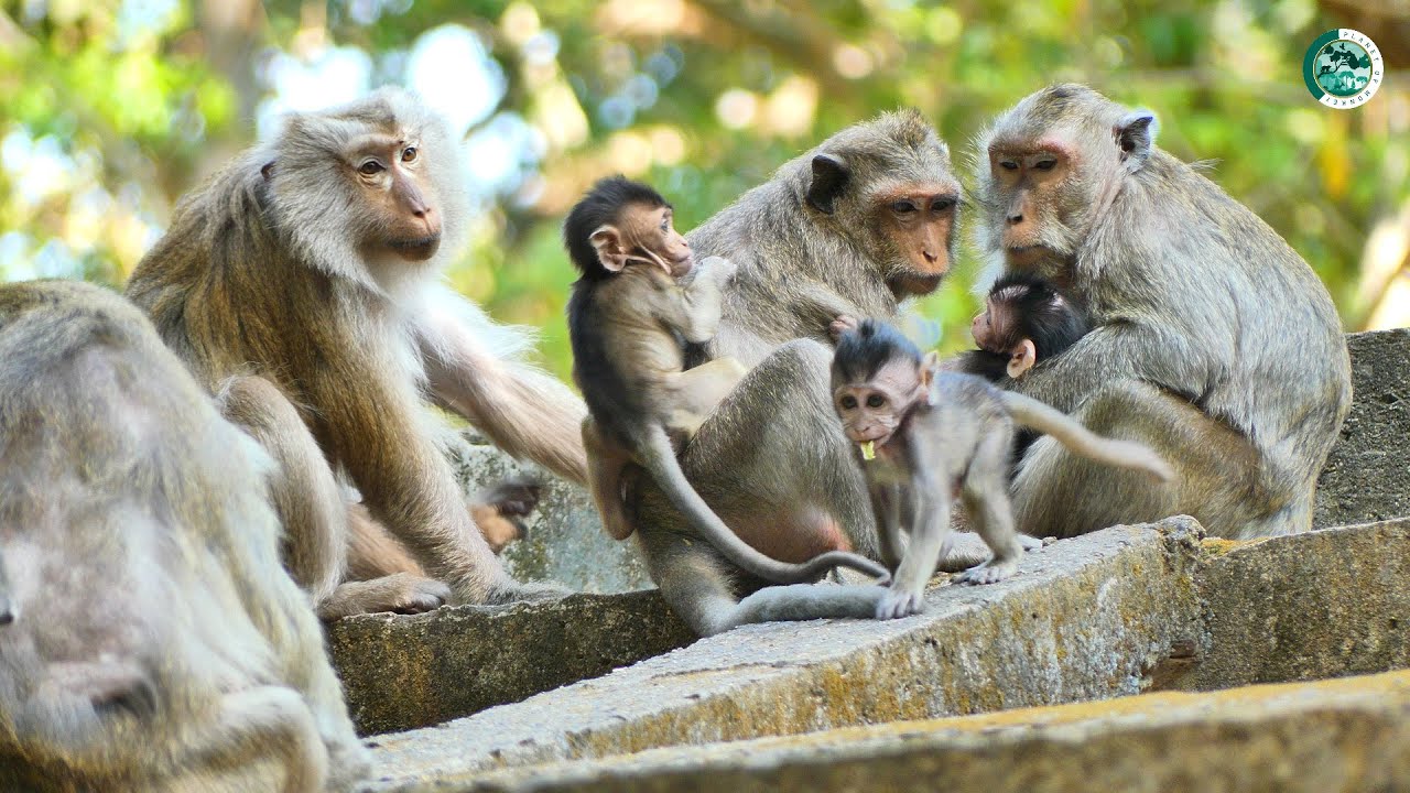 three mothers, three babies monkeys - YouTube