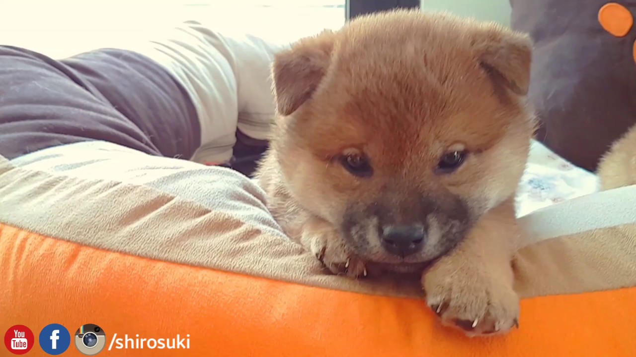 My life is potato. Ep 06 / Shiba Inu puppies - YouTube