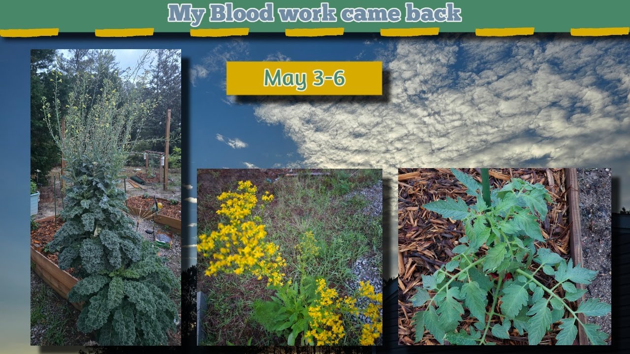 may 3 - 6 Plus my blood work came back - YouTube