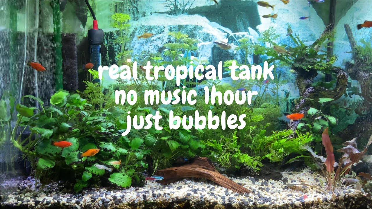 Real Tropical Fish Tank, Aquarium Sounds Only #fishtank #relaxing #asmr ...