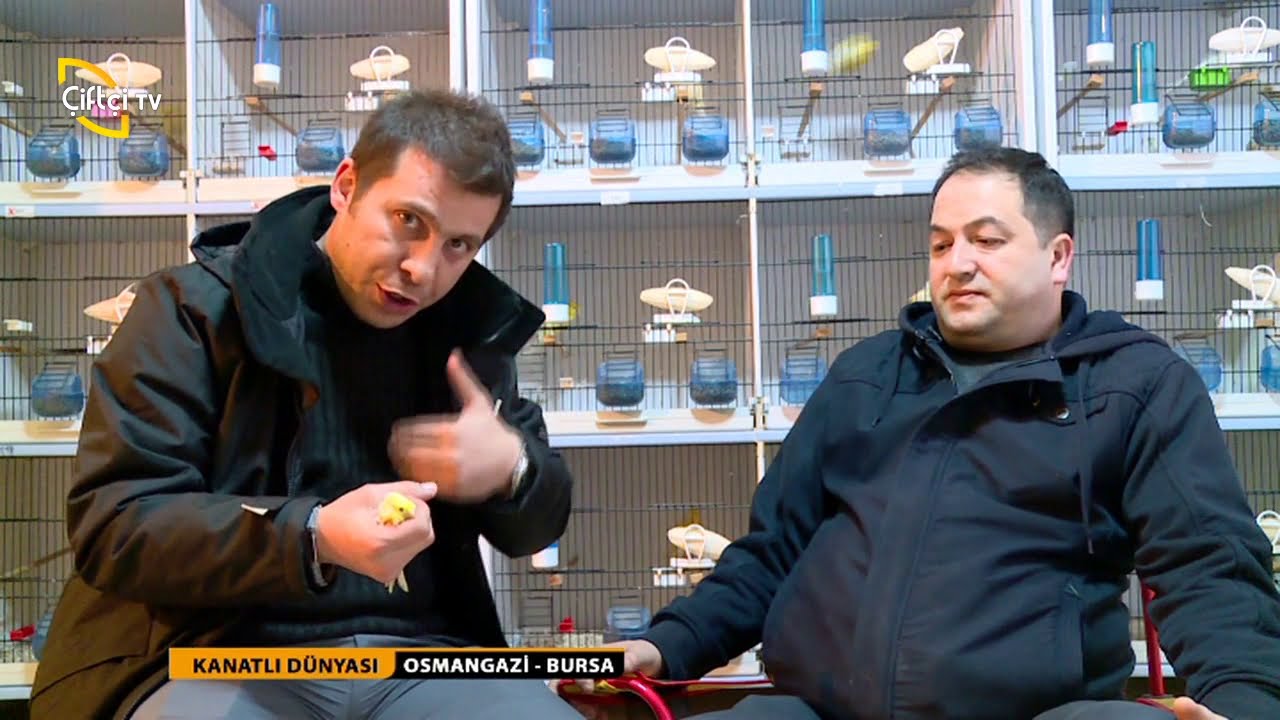 KANATLI DÜNYASI - KANARYA - YouTube