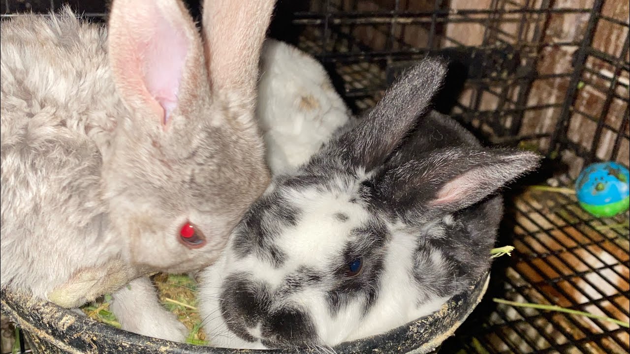 Supplementing Your Rabbits Feed - YouTube