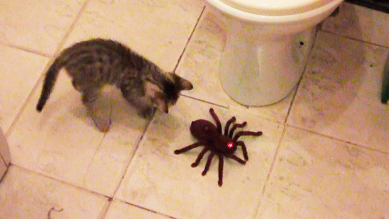 Giant Spider attacks Kitten - Toy Freaks Family Style - YouTube