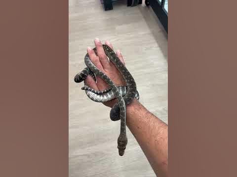 My female Axanthic Moluccan Scrub Python named Little Mermaid. ️ - YouTube