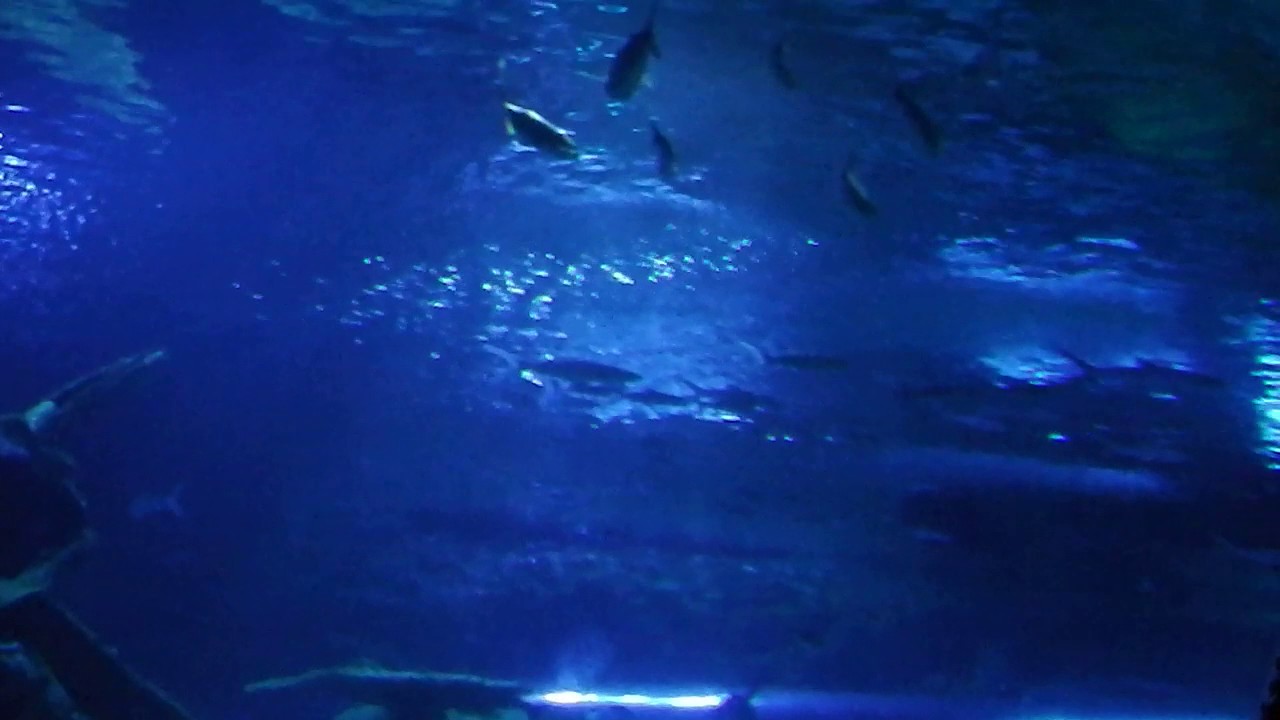 Aquarium in Guam: Underwater World (5) - YouTube