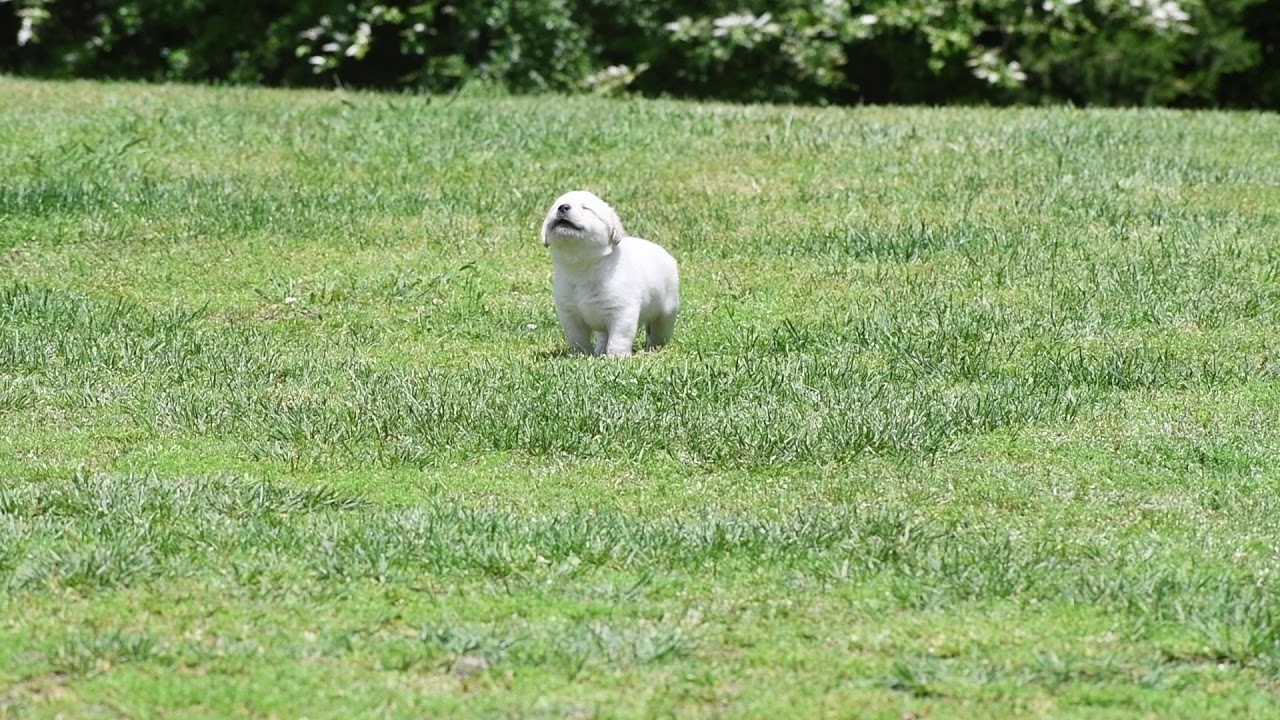 Monty--Beautiful AKC English Labrador Retriever - YouTube