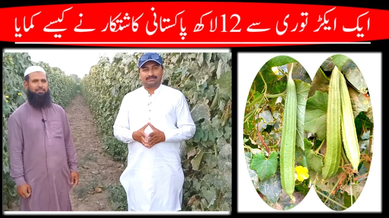 Tori Farming Pakistan |Tanal farming| Tori ki Tanal men kasth | Hybrid ...
