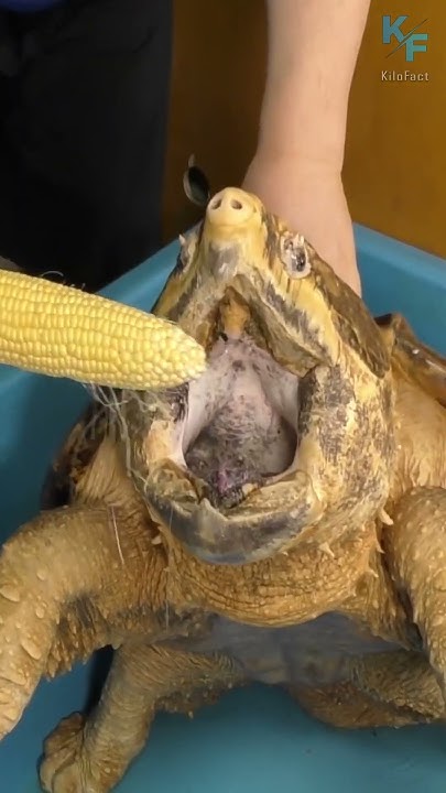 The alligator snapping turtle - YouTube
