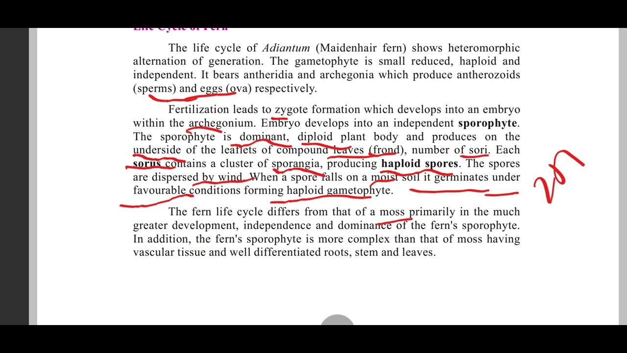 Life Cycle of Ferns (Adiantum) #maidenhairfern #botany #biology #plants ...