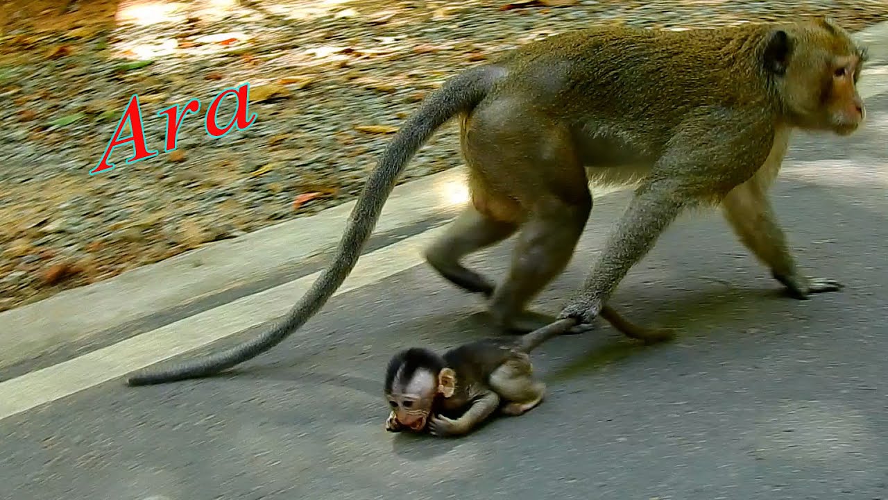 Baby monkey Ara c-rying on the road by Aron fast drag - YouTube