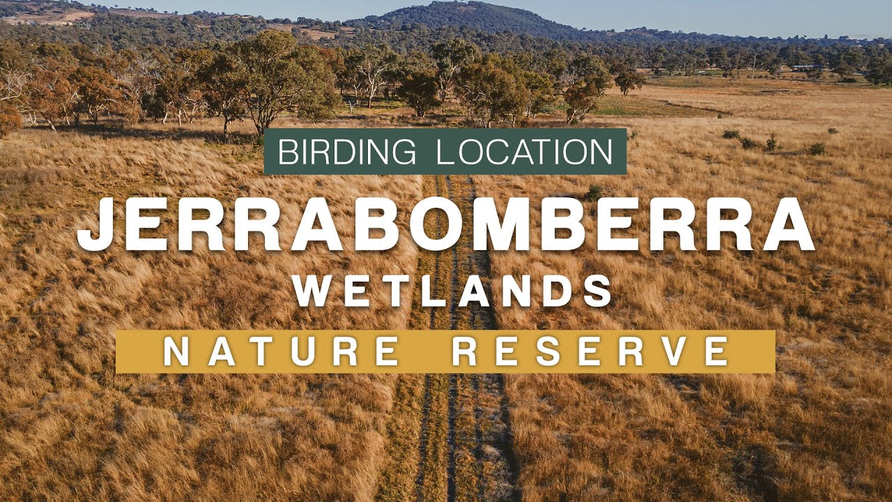 What to expect when birdwatching at Jerrabomberra Wetlands Nature ...