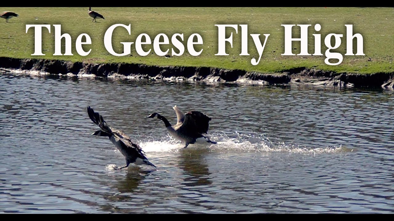 The Geese Fly High - Slow Motion 4K Video with relaxing music - Nature ...