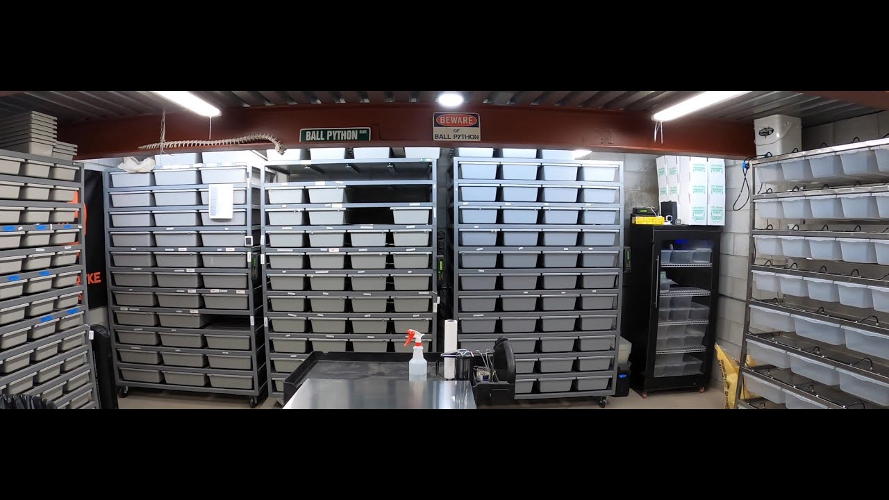 NEW FREEDOM BREEDER RAT RACK - INITIAL REVIEW & NEW RODENT BREEDING ...