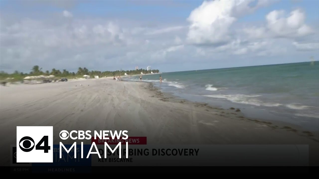 Human head found on Key Biscayne beach - YouTube