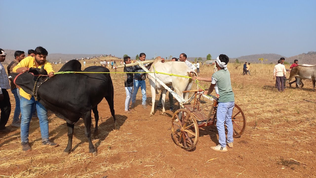 हेमंत पटेल मगरिया।भंवरा और भाऊसाहब वाला बैल। बैलगाडीदौड कवट्यापानी ...