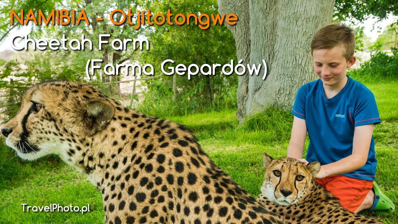 NAMIBIA - Cheetah Farm (Farma Gepardów) - Otjitotongwe - YouTube