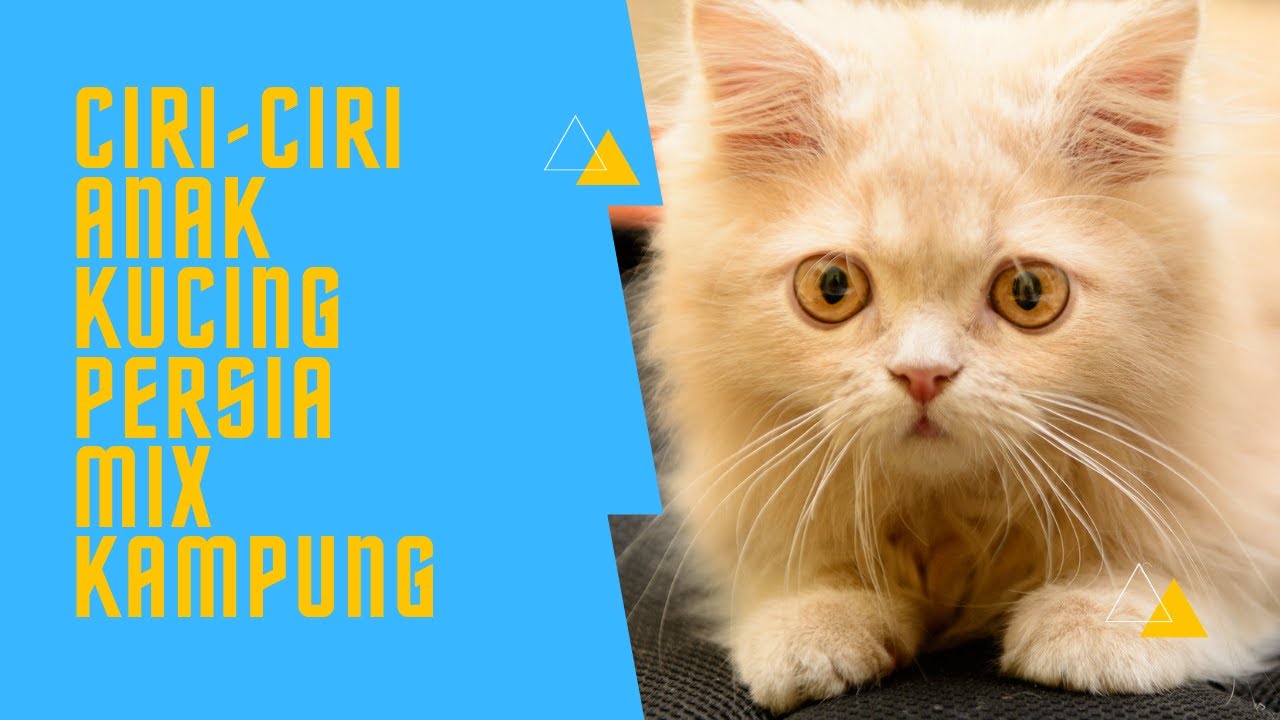 10 Ciri Ciri Anak Kucing Persia Mix Kampung yang Unik dan Menarik untuk Diketahui - YouTube
