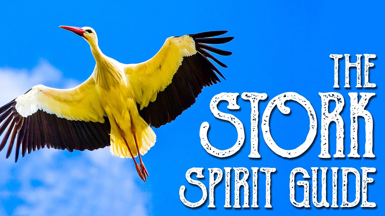 The Stork Spirit Guide - Ask the Spirit Guides Oracle - Totem Animal ...