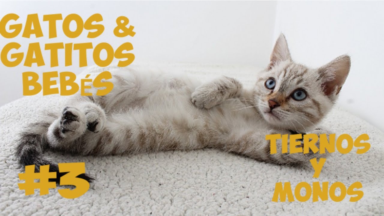 VIDEOS de GATOS & GATITOS BEBÉS, TIERNOS y MONOS | N° 3 - YouTube