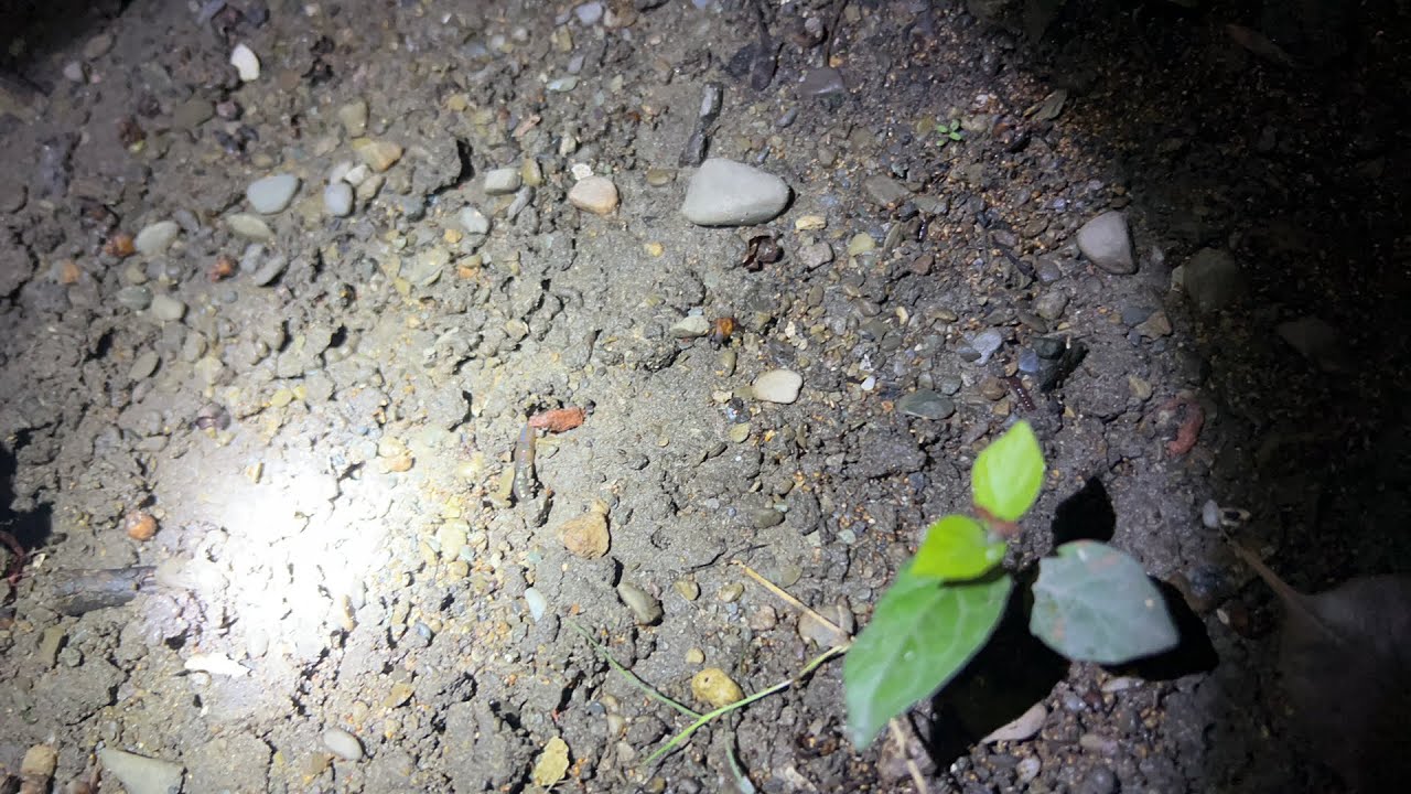 Night activities in garden soil. - YouTube