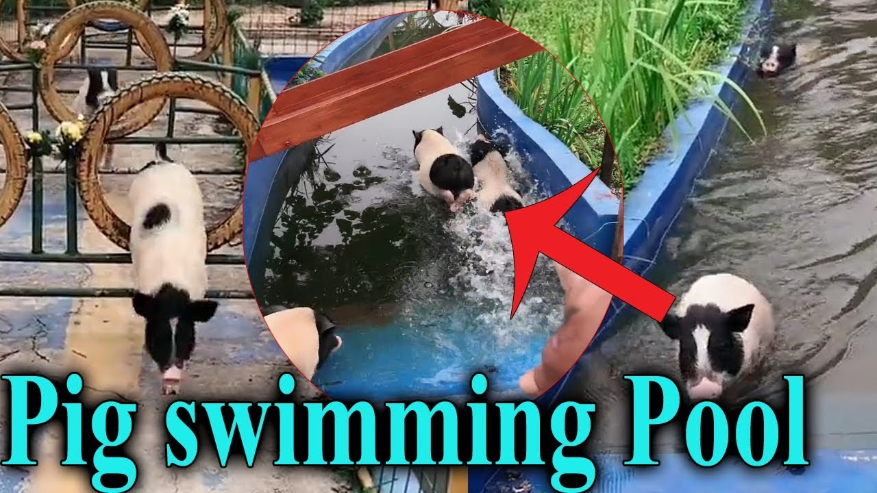 Pig's Swimming Pool and Gorging for Pig | Pig club for Gym - YouTube