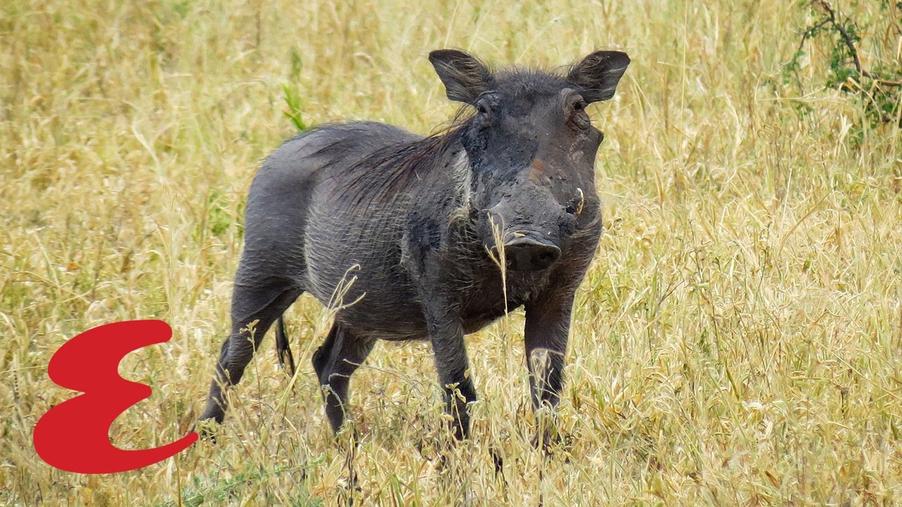 Hundreds of Radioactive Wild Boars Are Roaming Free in Japan - YouTube