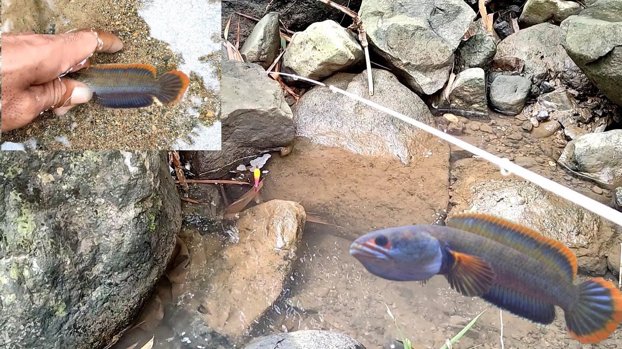 Mancing Ikan Gabus Hias Viral / Kotes Channa Limbata Di Sungai ...