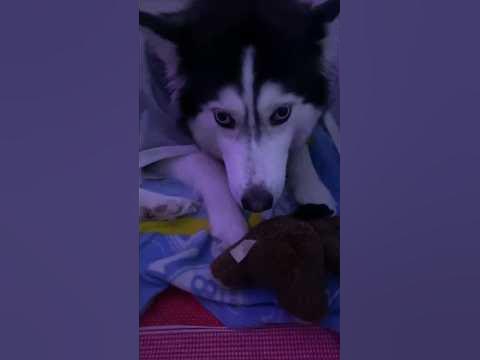 Porque tienes que ir a trabajar🥺🐶#shorts#shots#shortsfeed #shortsyoutube#shots#shortvideo - YouTube