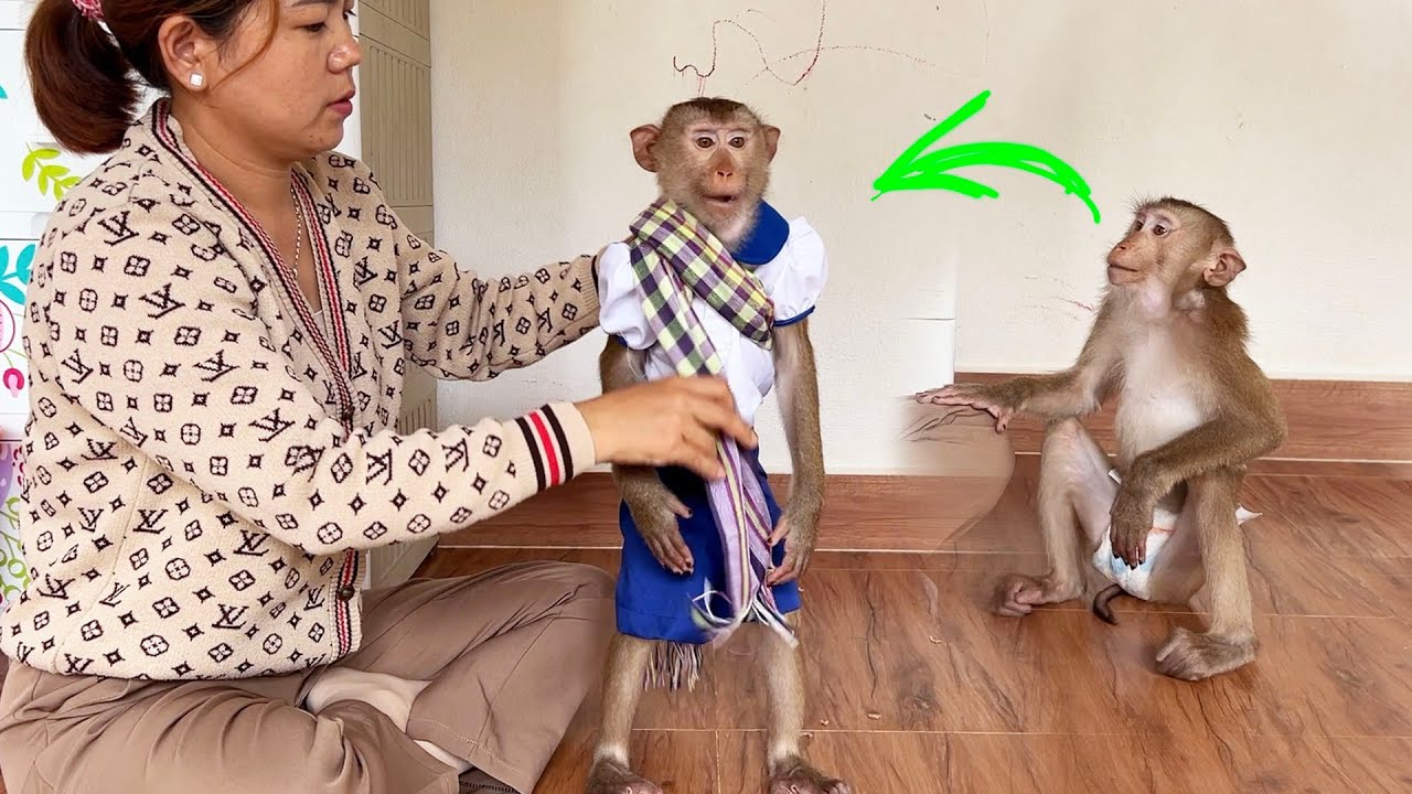 So Cute & Adorable Judee In Her Most Beautiful Tractional Custom - YouTube