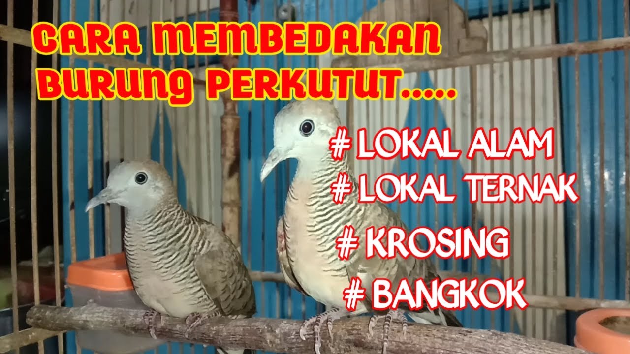 Ciri perkutut lokal alam dan lokal ternak - YouTube