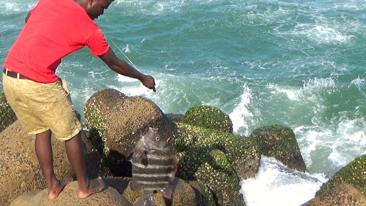 Traditional Fishing Video! Catching For Black Snapper Fish From Sea ...