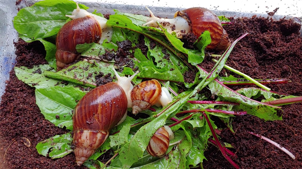 edible snail II - YouTube
