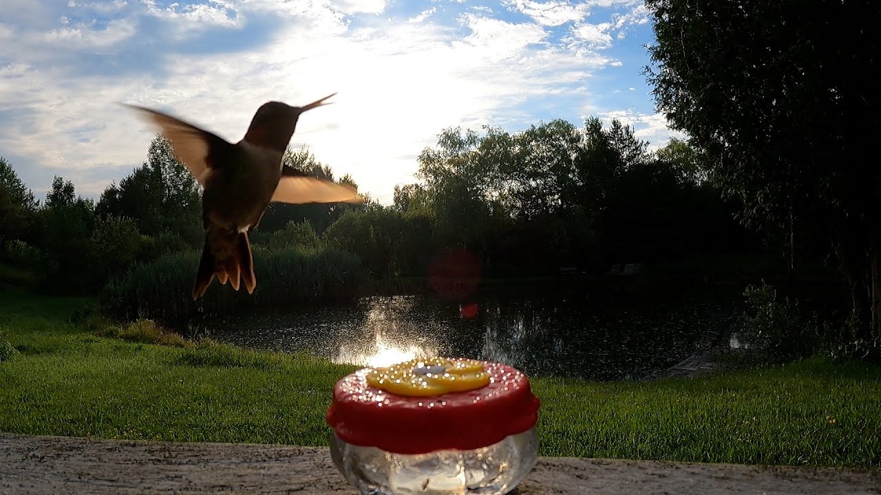 hummingbird at the pond - YouTube